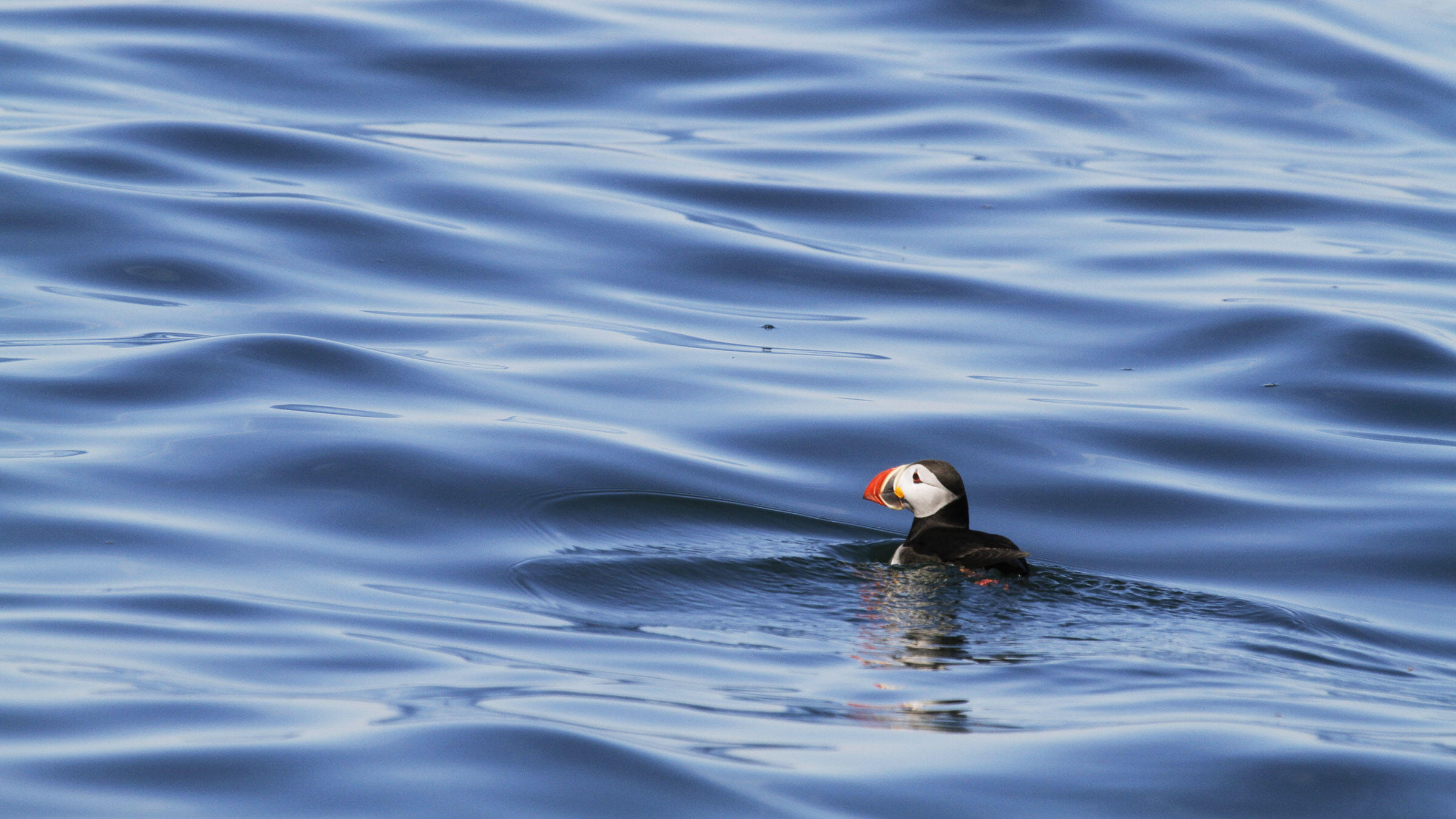 Where Do Maine's Atlantic Puffins Go for the Winter? | Audubon