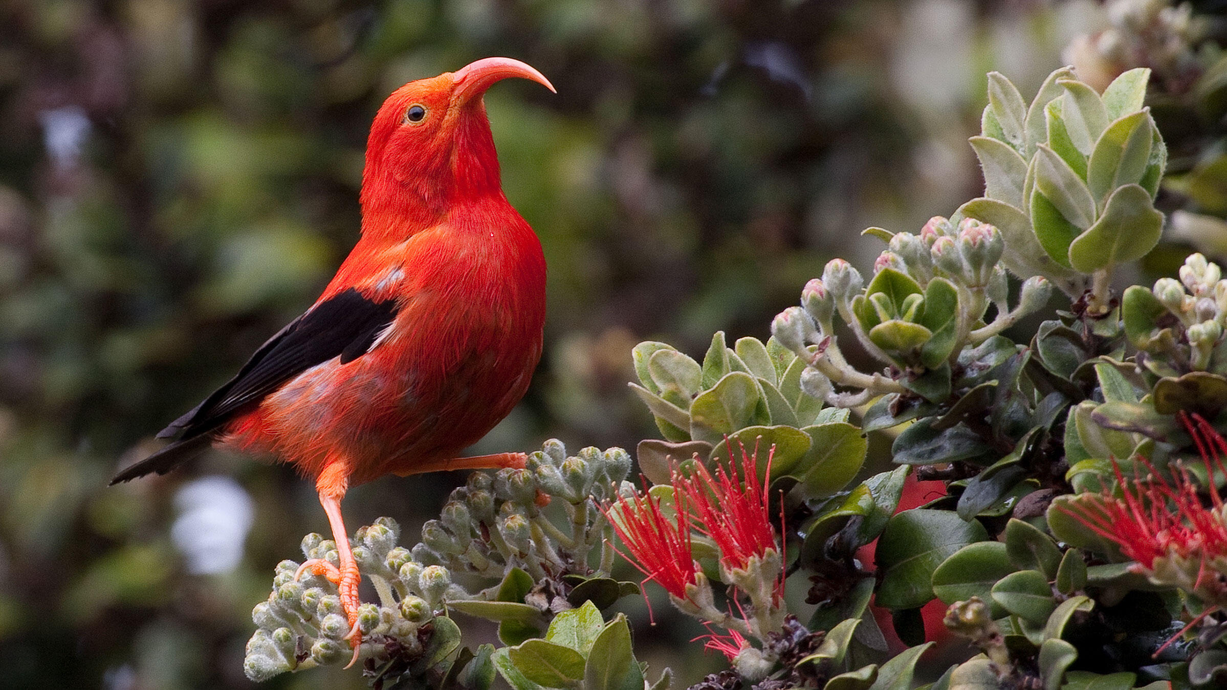 Plants for the Endangered Birds of Hawai'i | Audubon