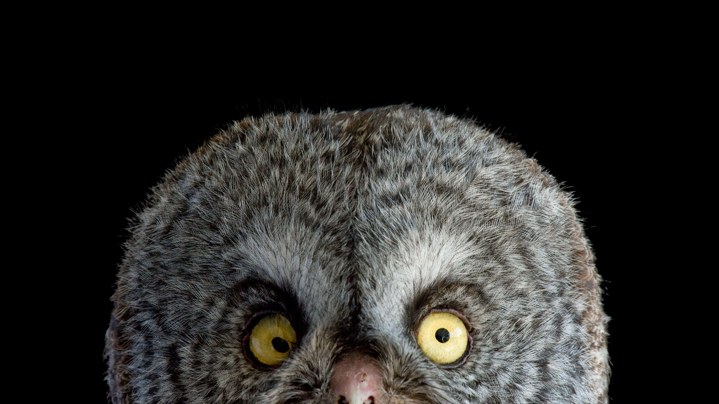 Identifying Birds | Audubon