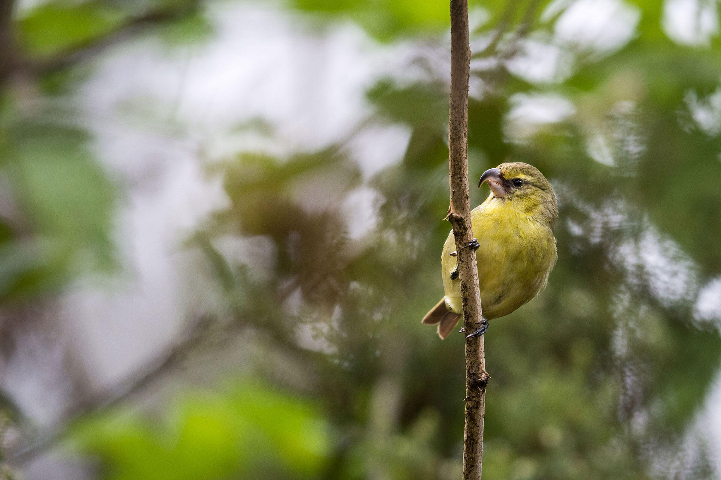 One Mosquito Bite Can Kill This Endangered Hawaiian Bird—Now Officials ...