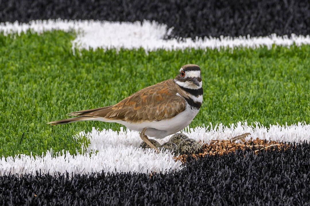Nesting Killdeer Called for Delay of Games | Audubon