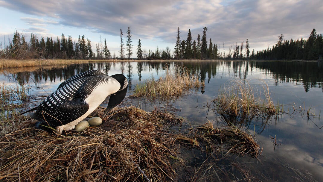 Important Bird Areas | Audubon