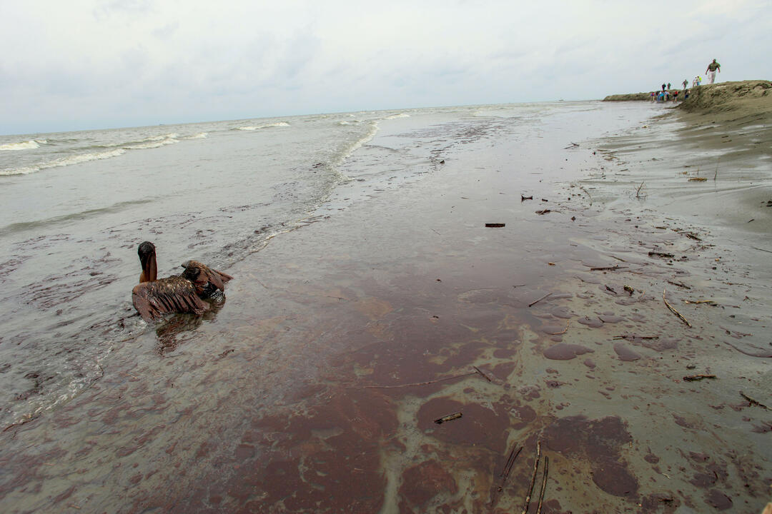 Inside the Growing Movement to Make Ecocide an International Crime ...