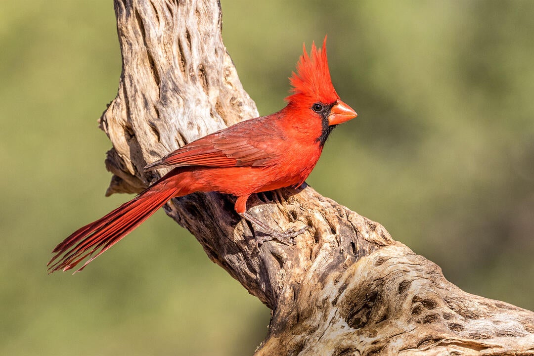 For Male Cardinals, the Redder the Better | Audubon