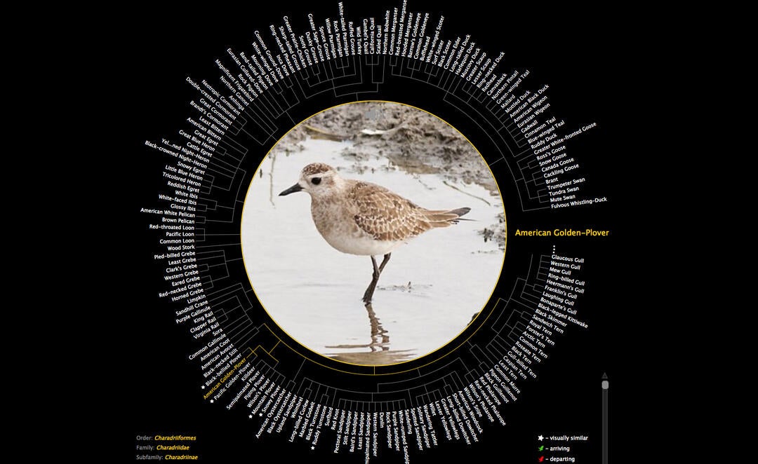 Innovative Technology Gives Birdwatching a Boost | Audubon