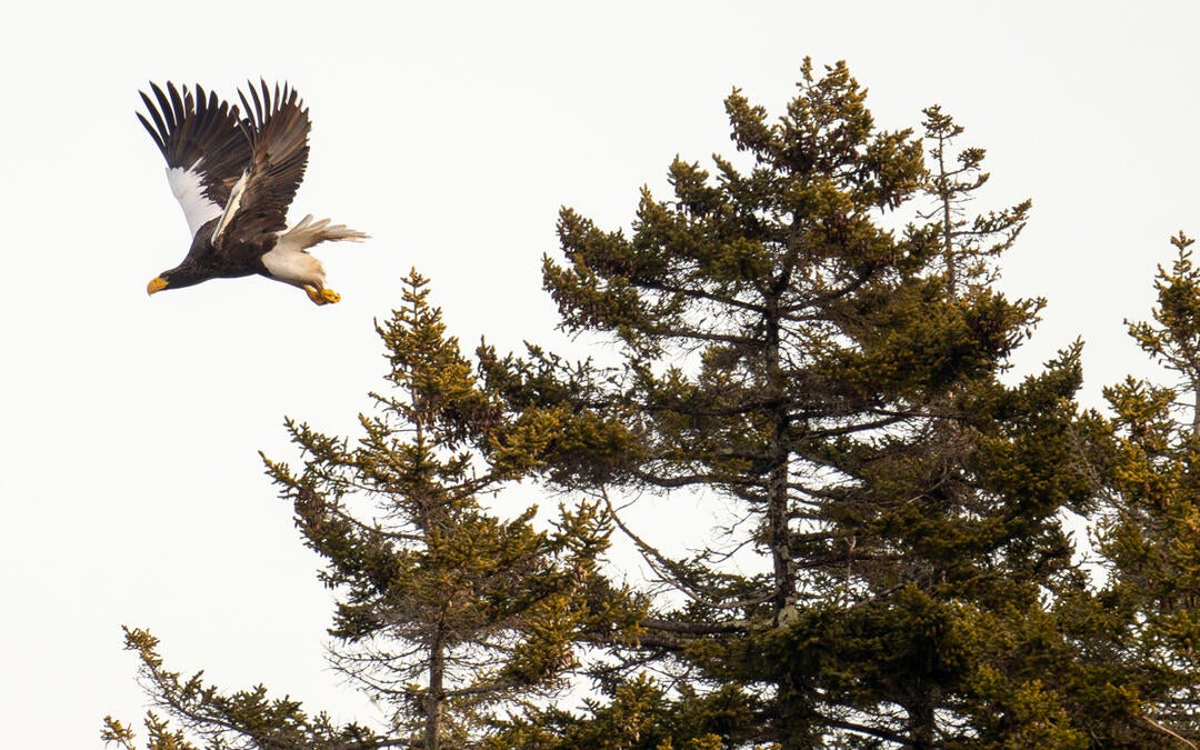 Inside the Amazing Cross-Continent Saga of the Steller’s Sea-Eagle ...