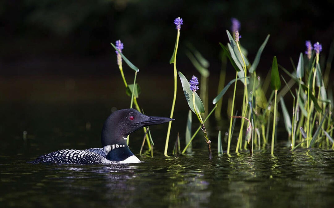 False Springs: How Earlier Spring With Climate Change Wreaks Havoc on ...
