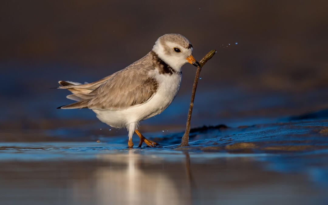 As the Climate Changes, How Will Birds Weather Heavier Rains and Snows ...