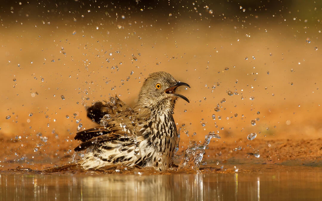 Birds Bring Us Together for the Great Backyard Bird Count | Audubon