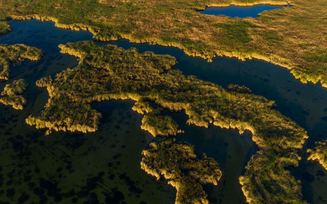 Our Plan to Count Shorebirds in the Colorado River Delta | Audubon