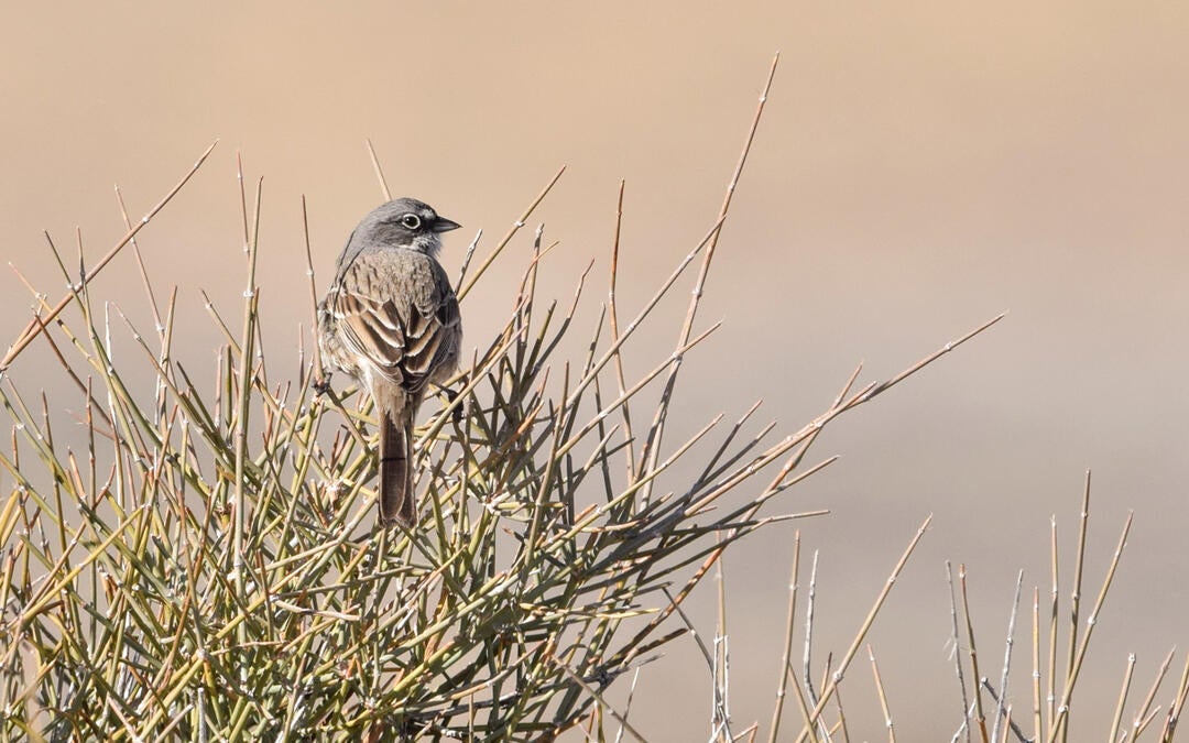Finding Clean Energy Solutions in Eastern Washington | Audubon