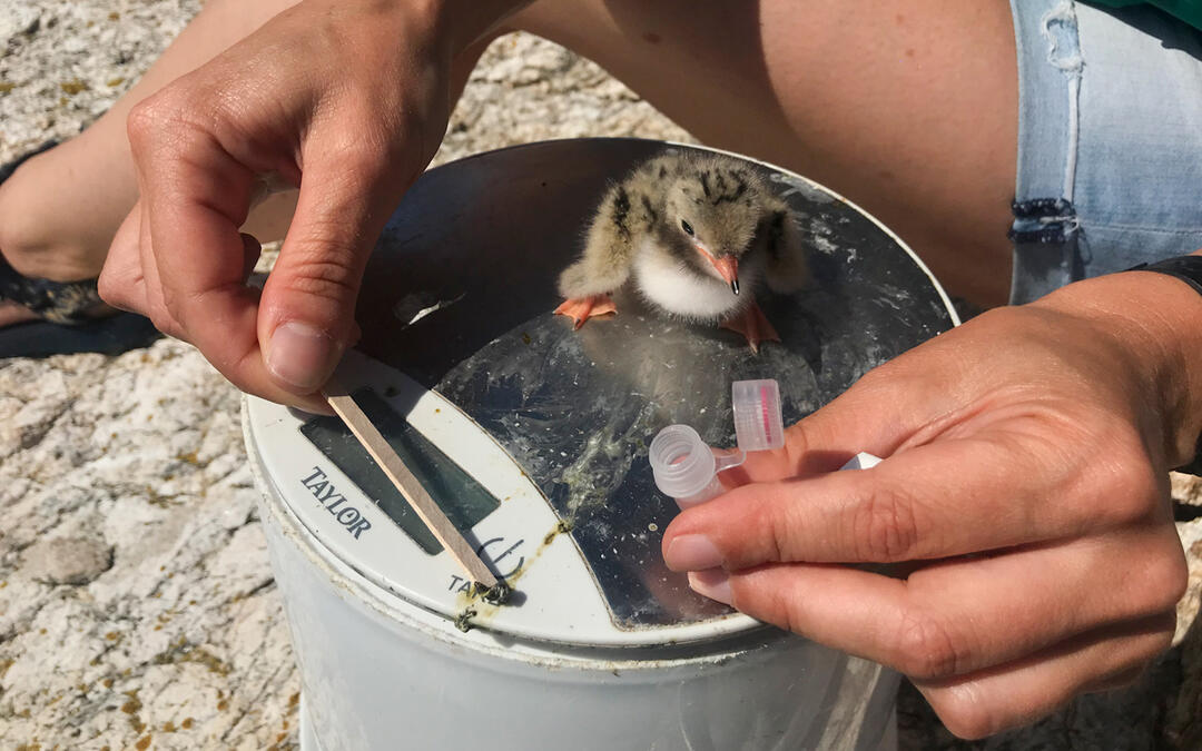 Bird Poop: The Next Frontier of Avian Conservation | Audubon