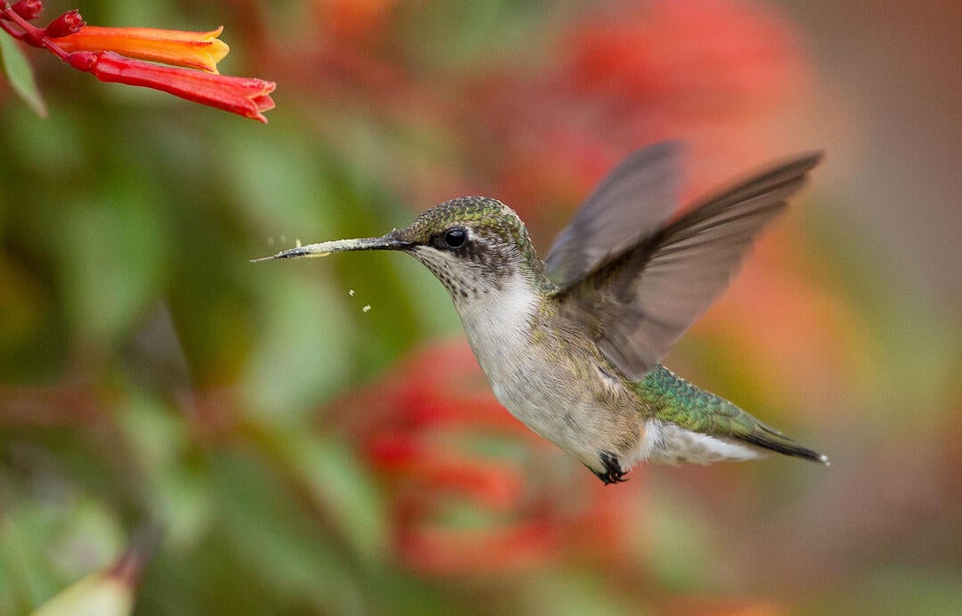 Hummingbird Pollination Practice | Audubon