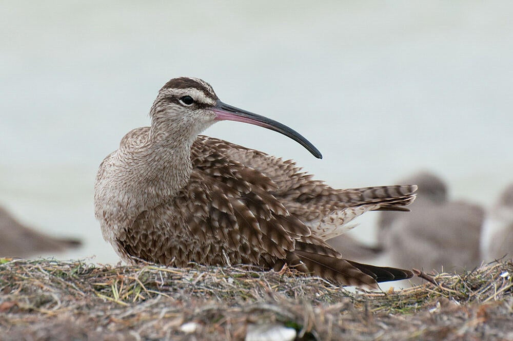 Chile, the country of birds | Audubon