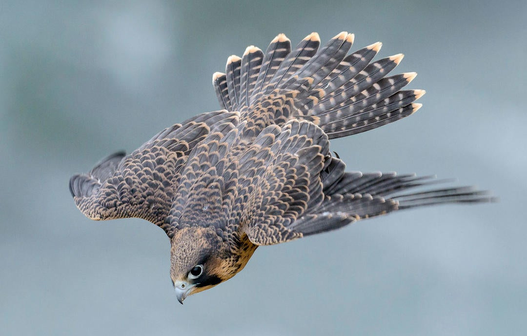 Protect the Law that Protects Birds | Audubon