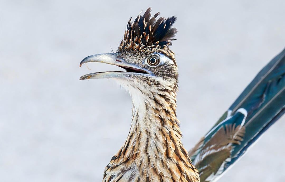 Which Bird Is the Fastest Runner? | Audubon