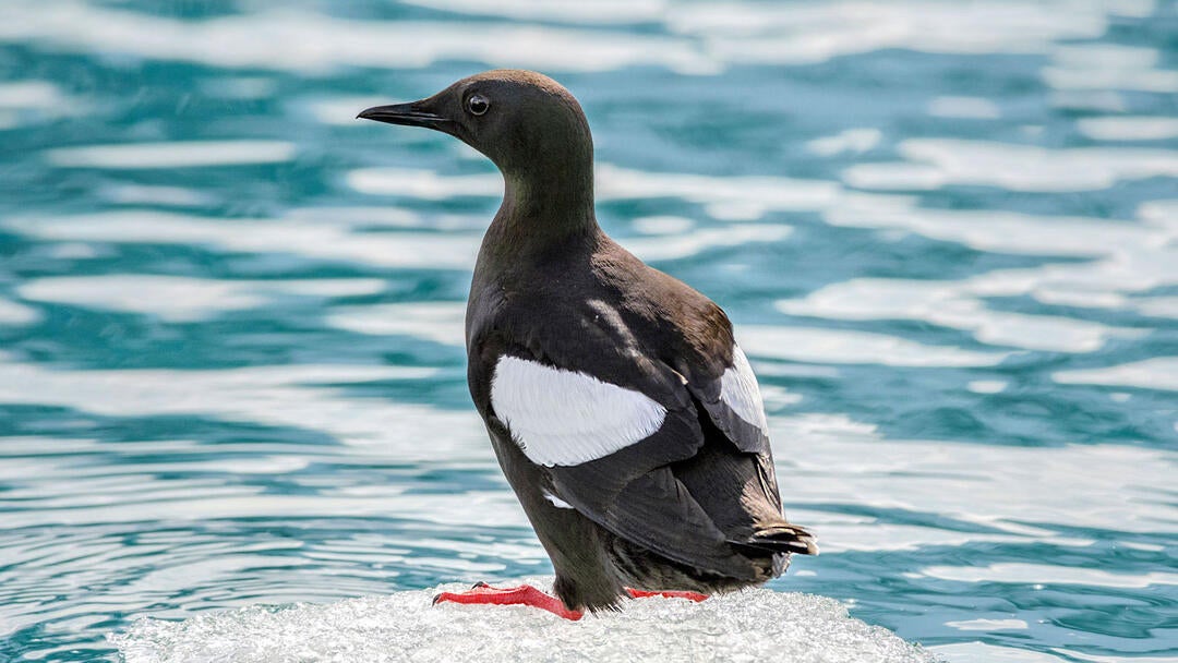 The Alarming Truth About How Fast the Arctic is Melting | Audubon