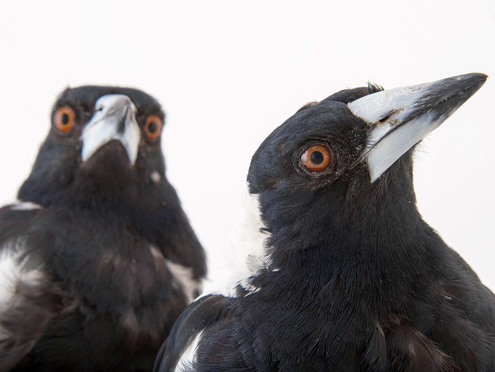 Bird IQ Tests: 8 Ways Researchers Test Bird Intelligence | Audubon