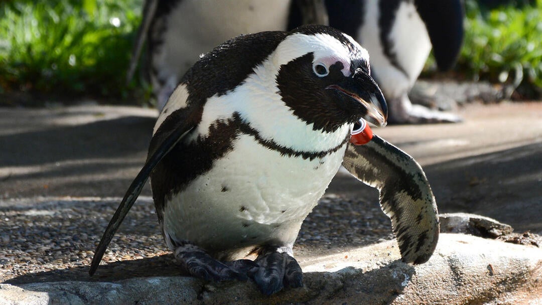 A Lonely Penguin Journeys Cross-Country For Love | Audubon