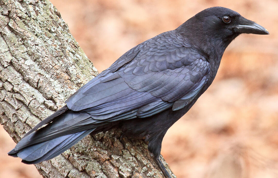 Birdist Rule #65: How to Tell the Difference Between Crows | Audubon