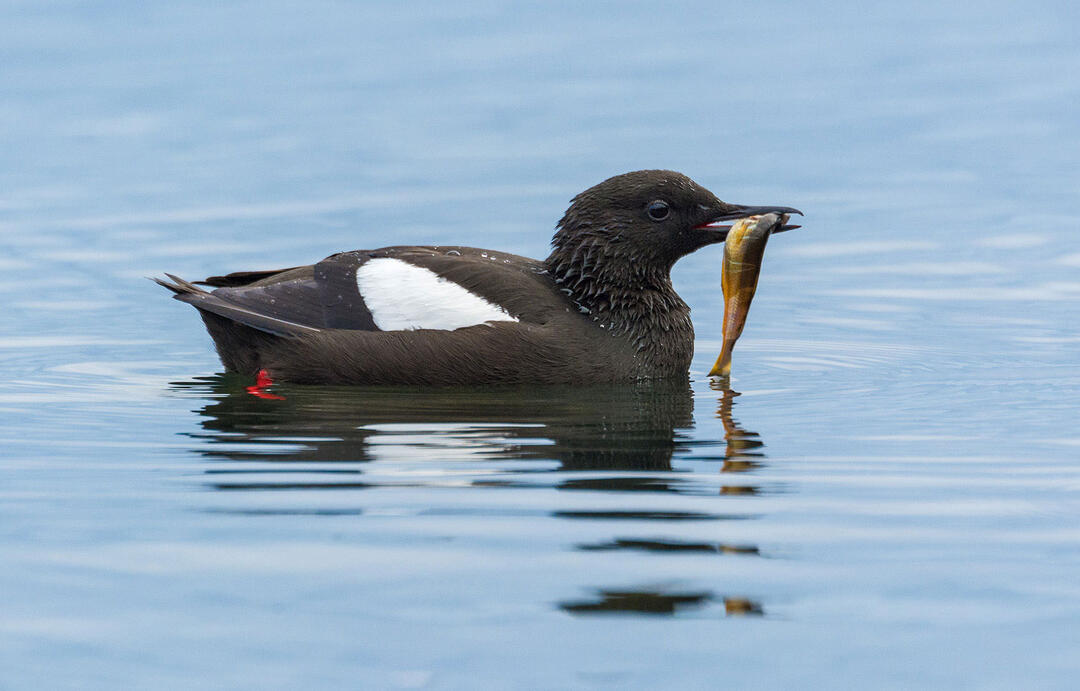 Six Tips for Photographing Birds from Boats | Audubon