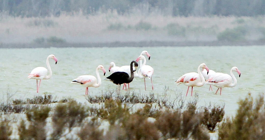 A Black Flamingo Stands in Cyprus | Audubon