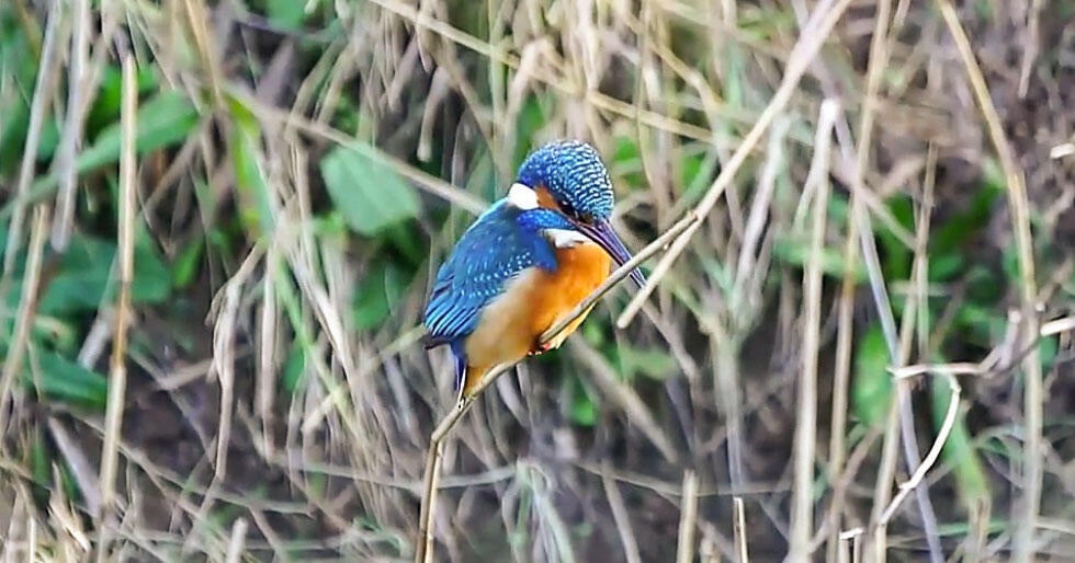 For Birds, a Steady Head Is the Key to Incredible Focus | Audubon