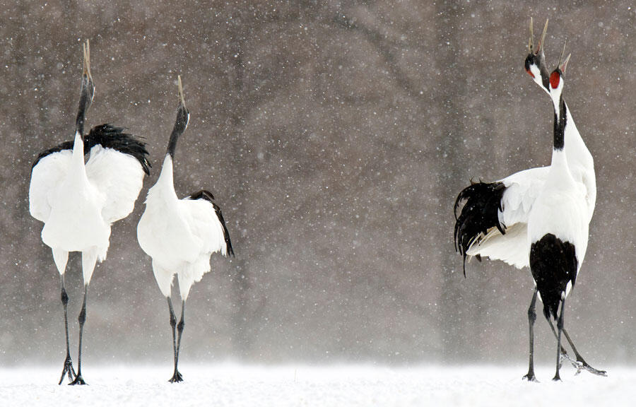 What Birds Tell Us About Climate Change's Threats | Audubon