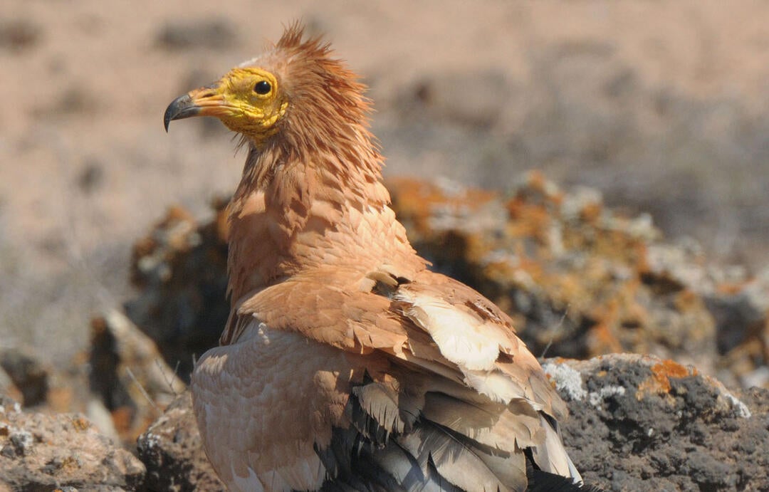 These Birds Like to Wear Makeup | Audubon