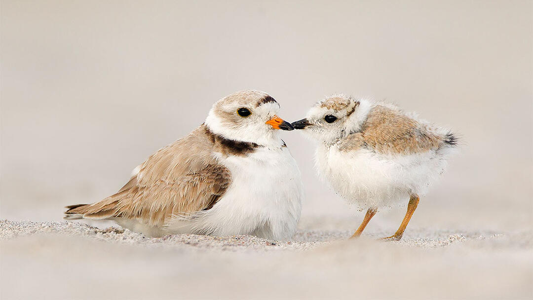 How to Become a Bird-friendly Beachgoer | Audubon