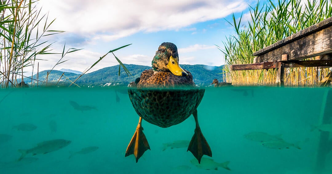 Webbed Feet Are an Evolutionary Hit | Audubon