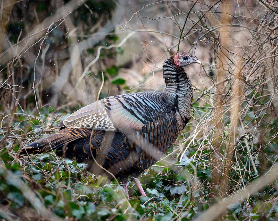 The Long, Surprising Journey of the Domestic Wild Turkey | Audubon