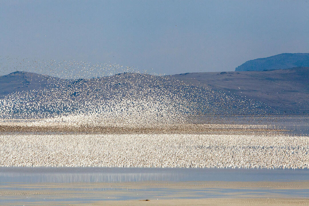 Great Salt Lake's Greatest Source of Water | Audubon