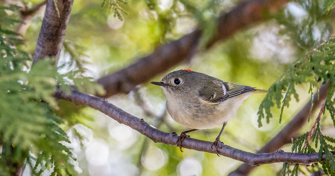 Spring Bird Migration and the Indigenous Stewardship That Sustains It ...