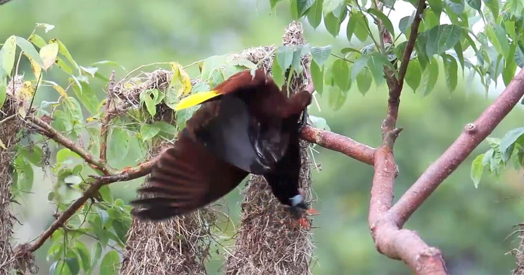 This Bizarre Bird Is a Master of Choreography | Audubon