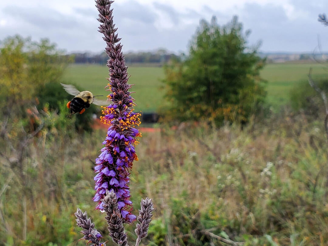 Bell Bowl Prairie Activists Stay Steadfast as a Rare Habitat Remains in ...