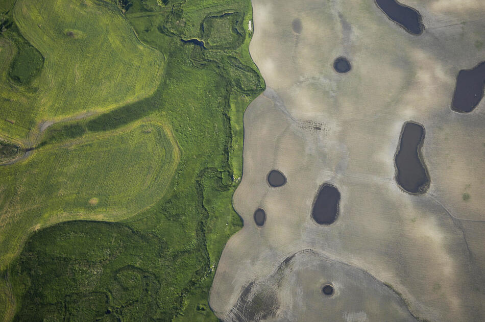 Northern Great Plains Grassland and Wetland Habitat Falls to the Plow ...