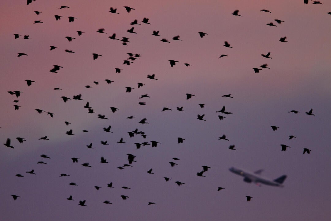 Everything You Need to Know About Birds and Planes | Audubon
