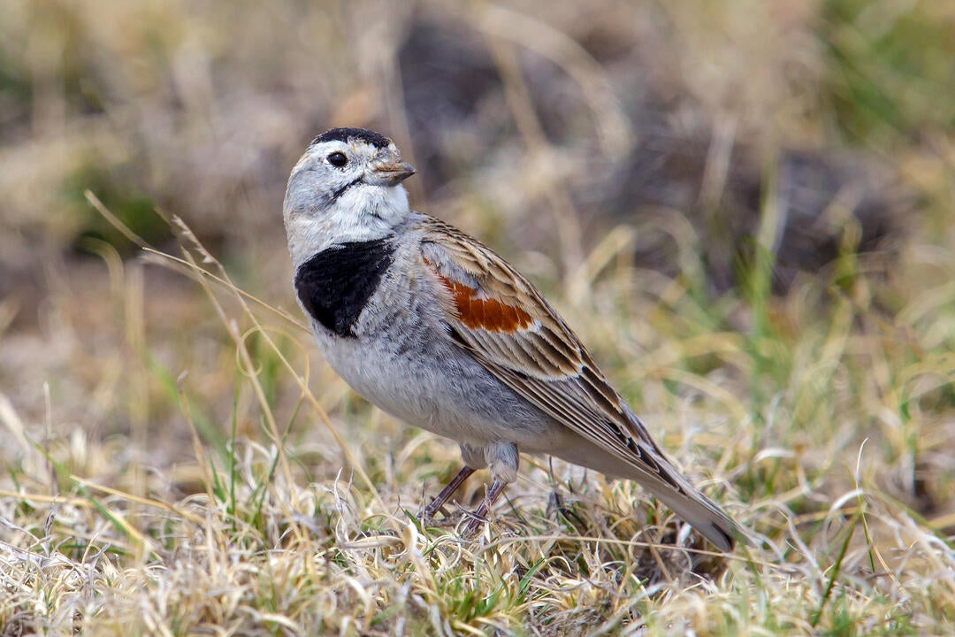 The Bird World Is Grappling With Its Own Confederate Relic: McCown's ...