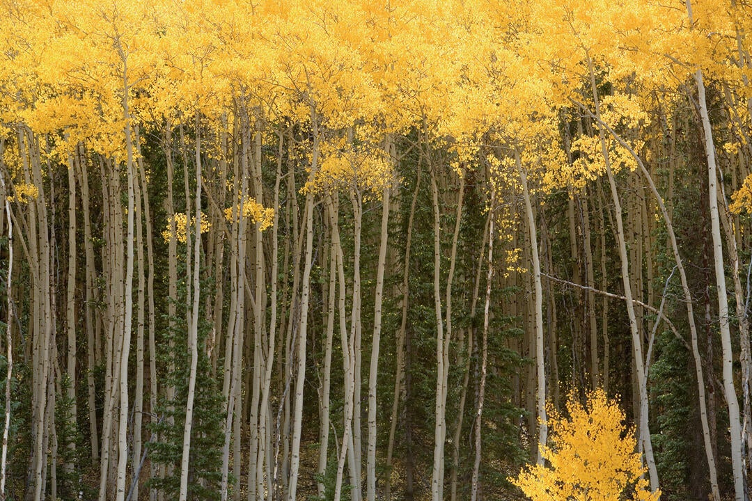Native Trees With Incredible Fall Foliage—and the Birds That Love Them ...