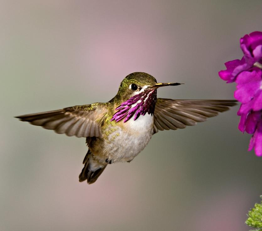 Audubon Launches Hummingbird Citizen Science Project | Audubon