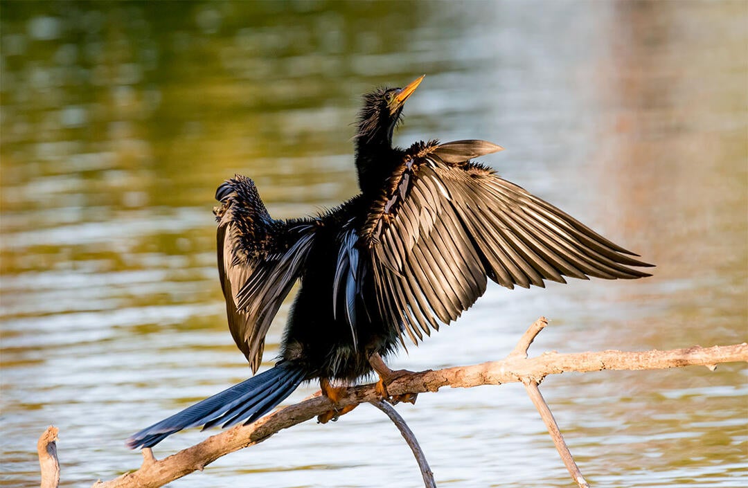 Climate Change Could Cause Shifts in Bird Ranges That Seem Unbelievable ...