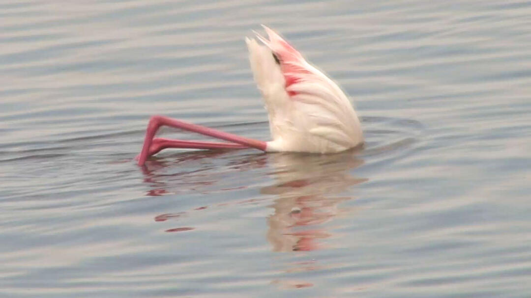 Uh, What Is This Flamingo Doing? | Audubon