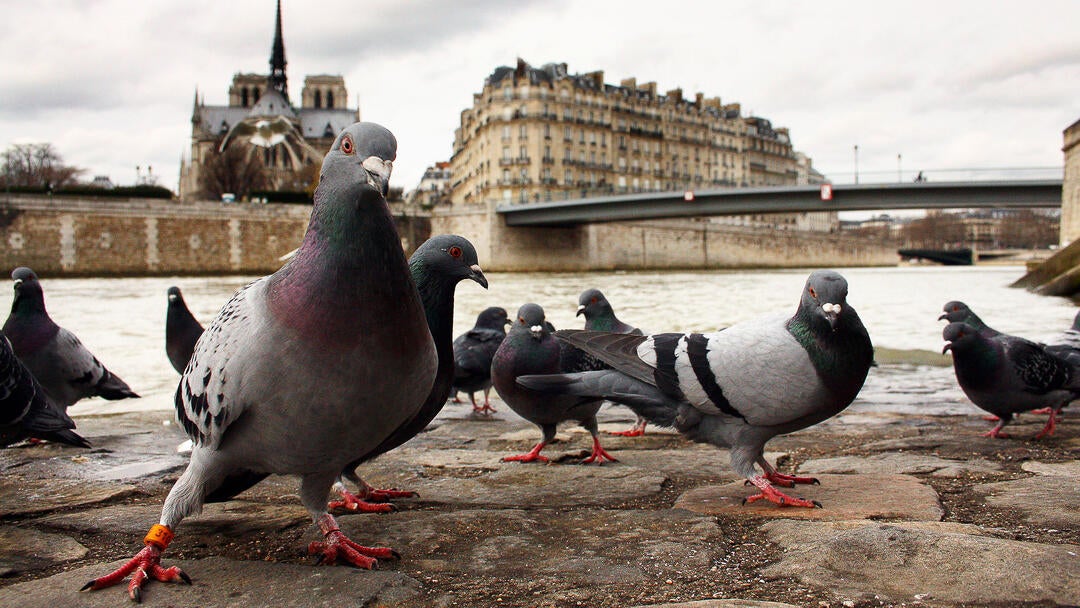 Are Tanner Birds More Immune to Poison? | Audubon