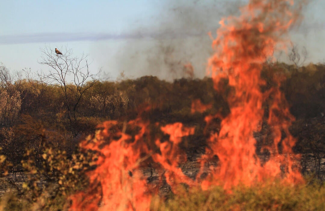 Can Birds Actually Start Forest Fires? | Audubon