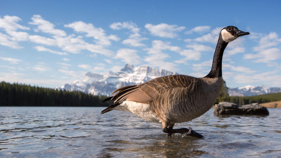 Aboot Time | Audubon