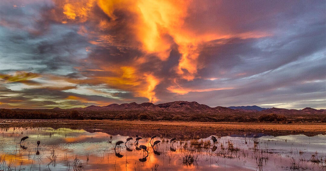 How We Might Address The Water Crisis For The Colorado River And Birds In The West Audubon