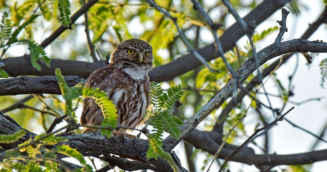 This Tiny Desert Raptor Could Soon Regain Federal Protection | Audubon