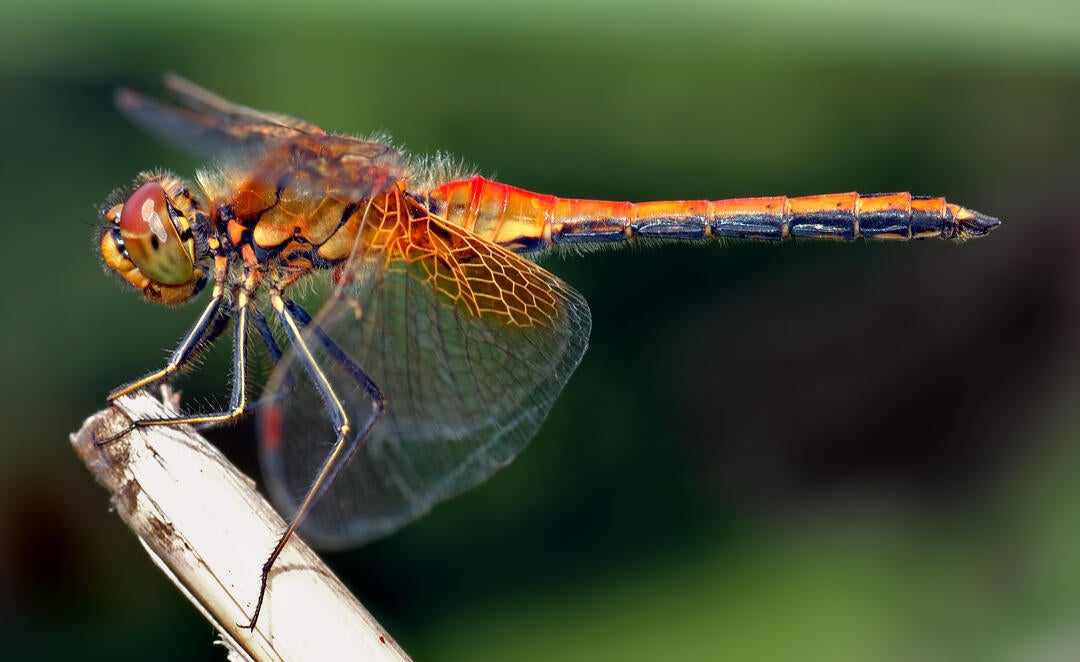How to Identify a Dragonfly | Audubon