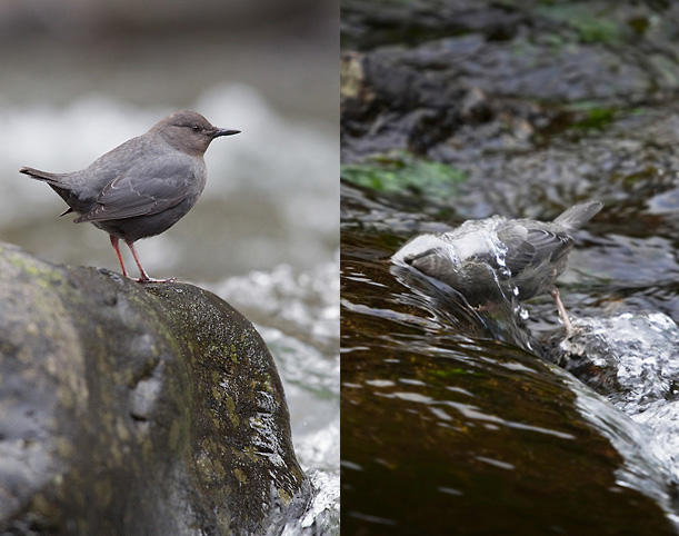 Why Dippers Dip | Audubon